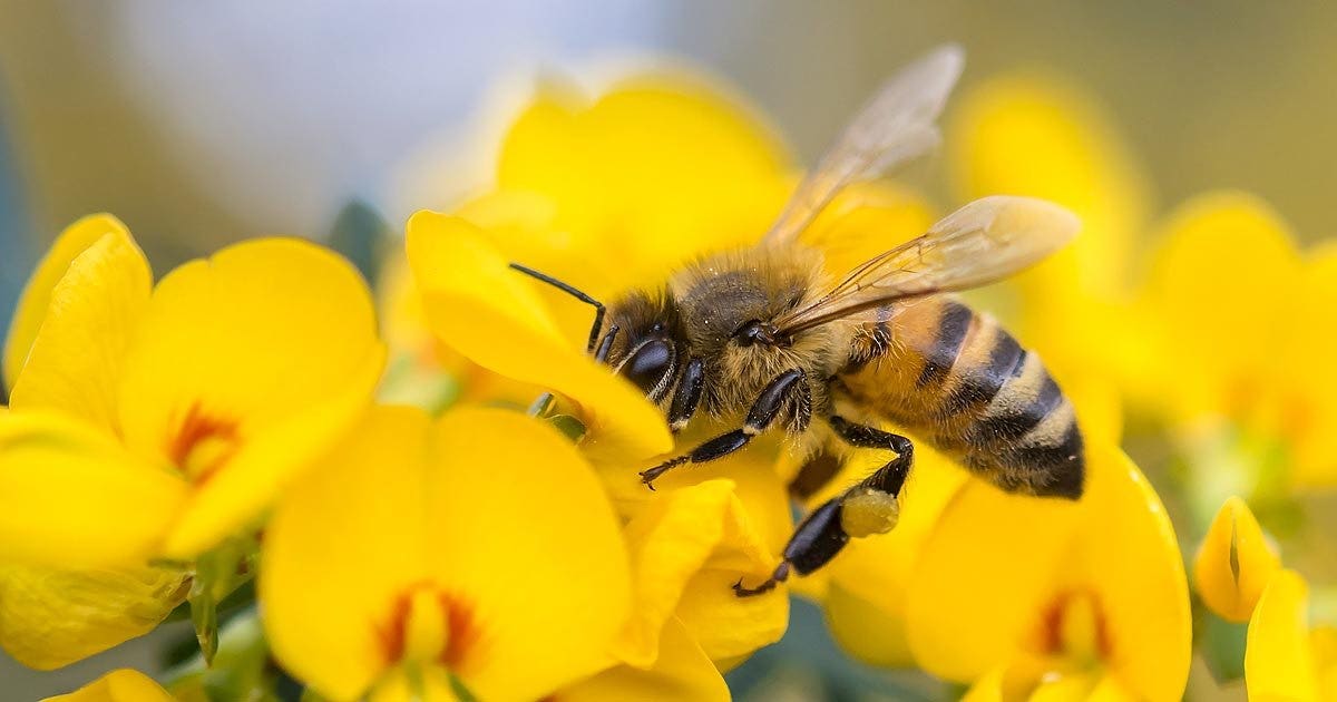 Cheerios giving away free wildflower seeds to help save the bees | FOX ...