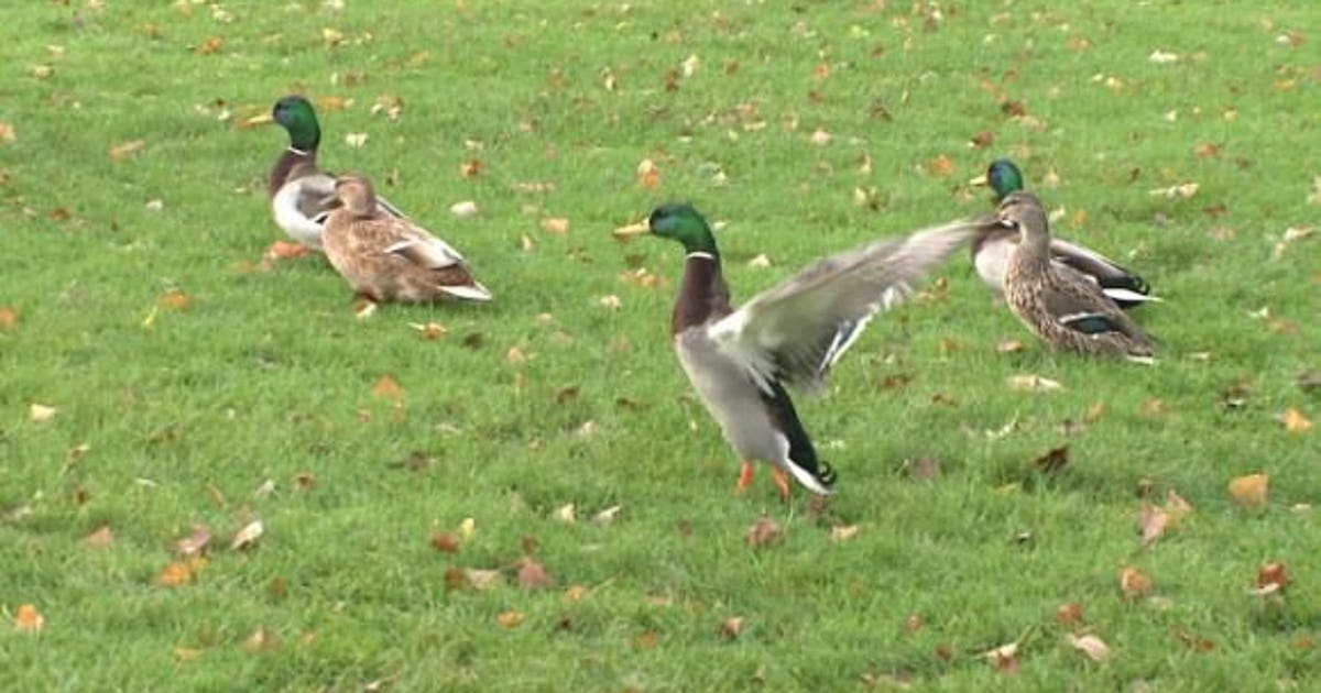 Ducks rescued from oil spill returned to wild | FOX 13 Seattle