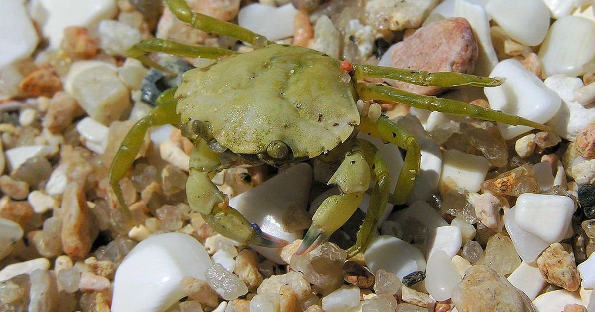 Invasive green crabs spreading along Washington coast, officials say ...