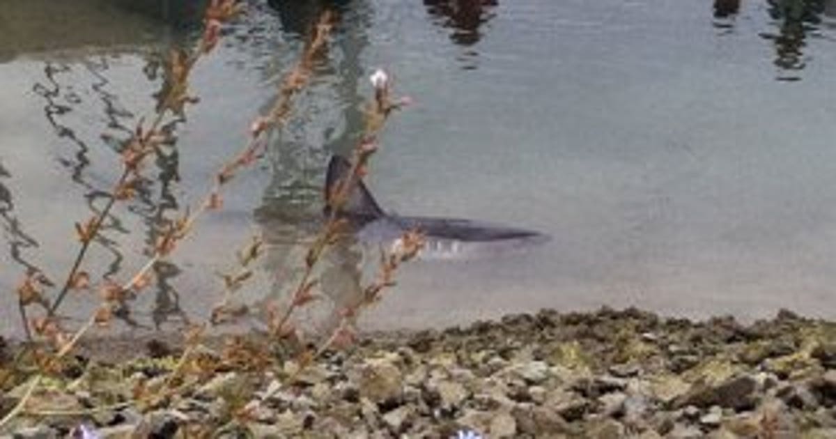 8-foot shark spotted in local harbor | FOX 13 Seattle