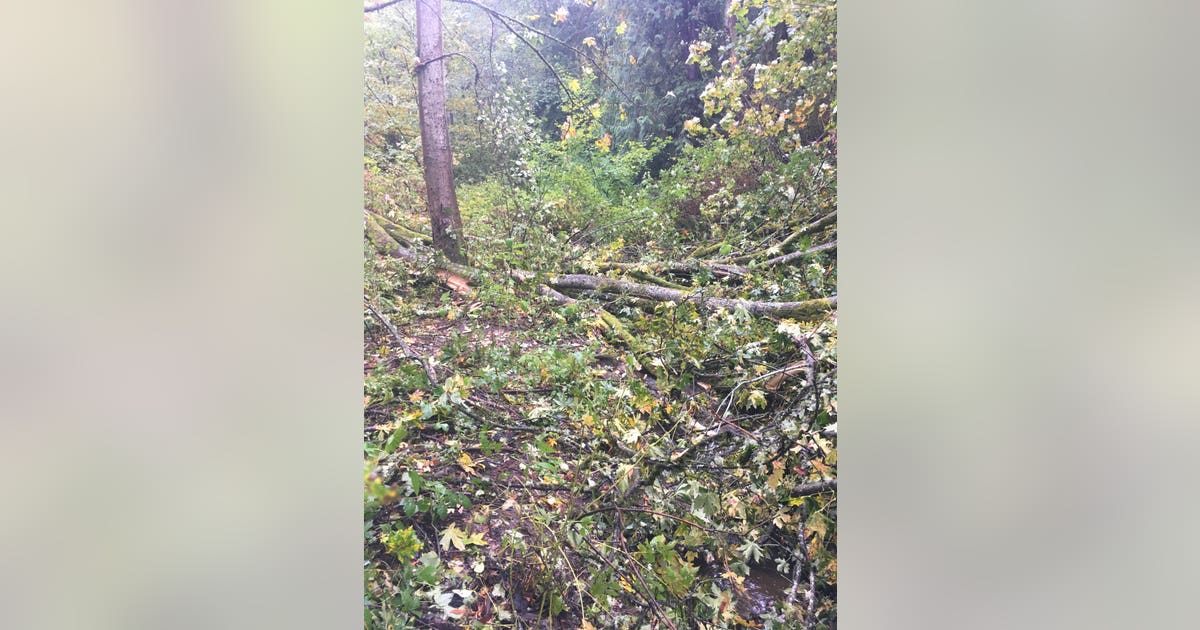4-year-old boy seriously injured by falling tree in West Seattle; dad ...