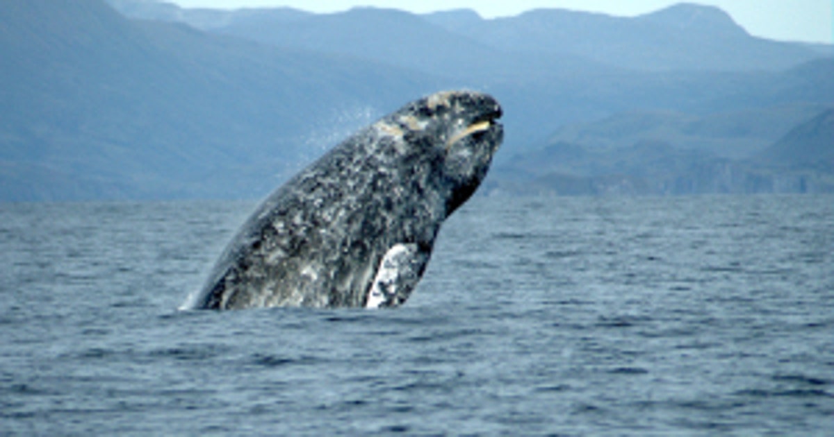 Emaciated gray whale found dead in Puget Sound | FOX 13 Seattle