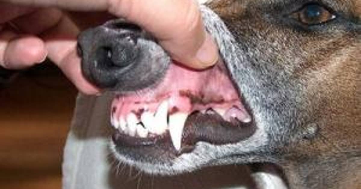 Loose dogs wreak havoc on Everett neighborhood, bite 5 people | FOX 13 ...