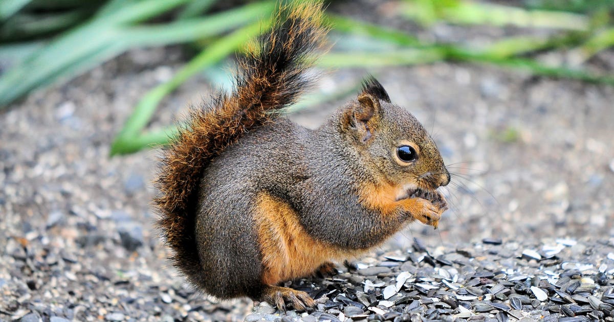 Longview designates squirrel as city mascot | FOX 13 Seattle