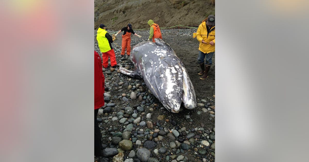 Young gray whale that washed ashore on Whidbey Island was emaciated ...