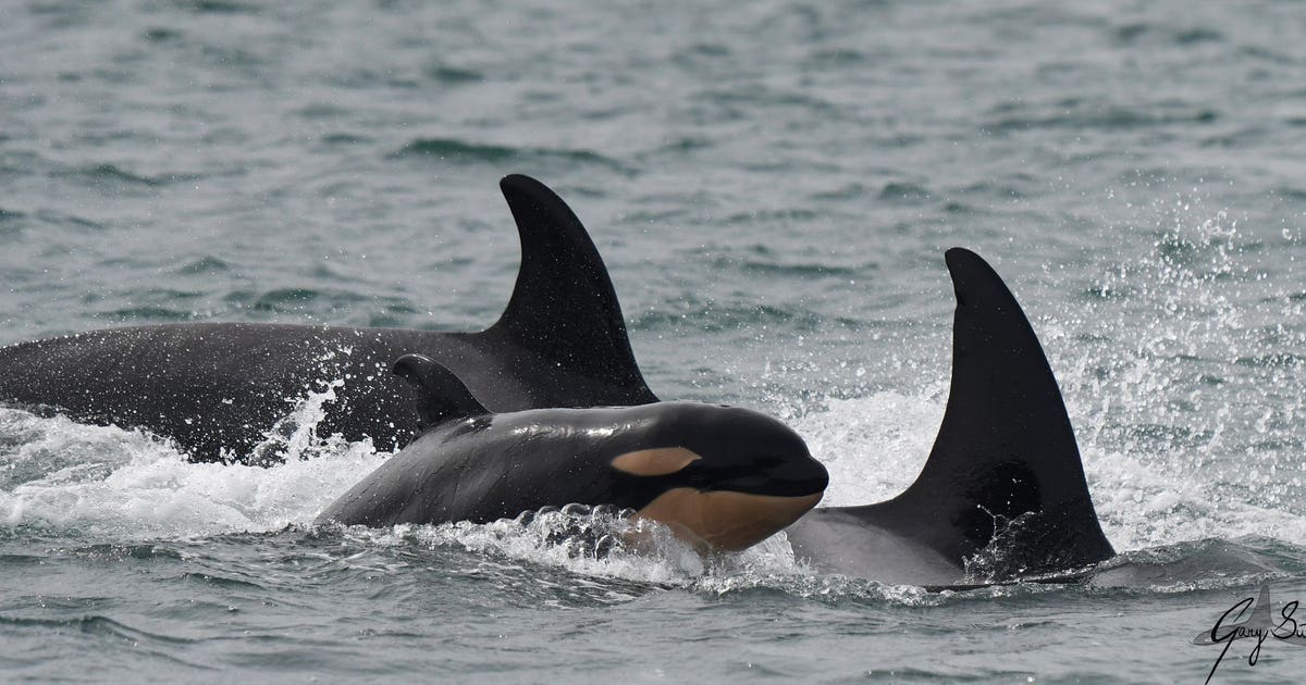 Scientists to sequence orcas' DNA in effort to save them from ...