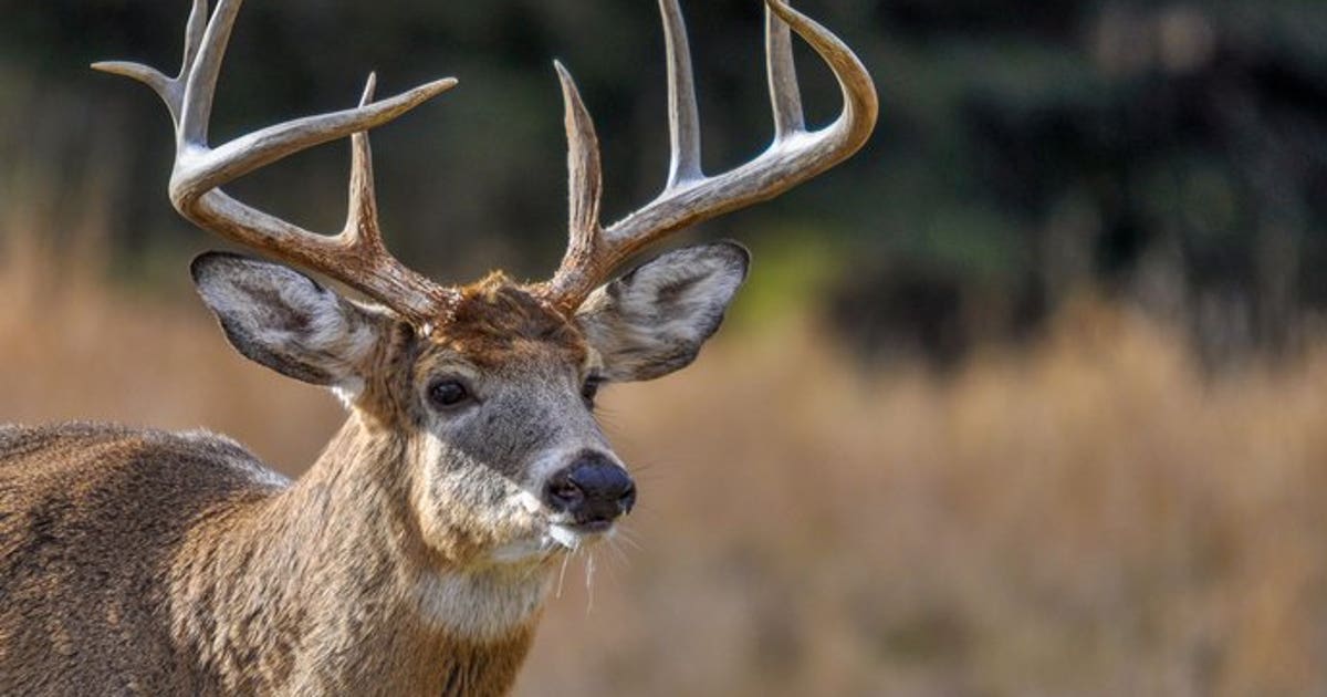 Deer can pass tuberculosis on to humans, CDC Warns | FOX 13 Seattle