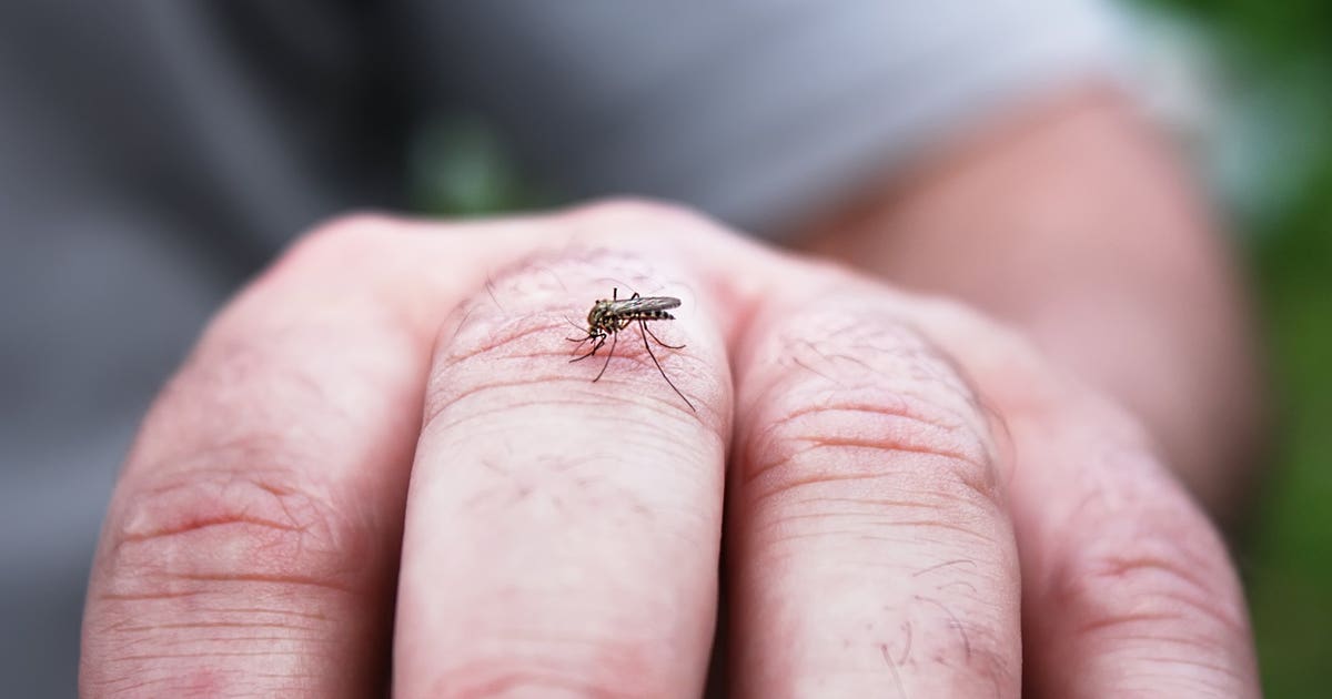 Oregon testing mosquitoes for Zika virus | FOX 13 Seattle