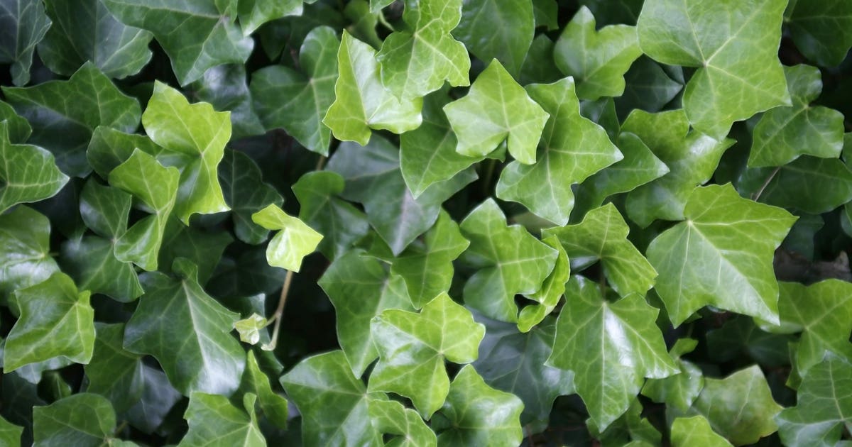 Washington waging war against invasive ivy | FOX 13 Seattle