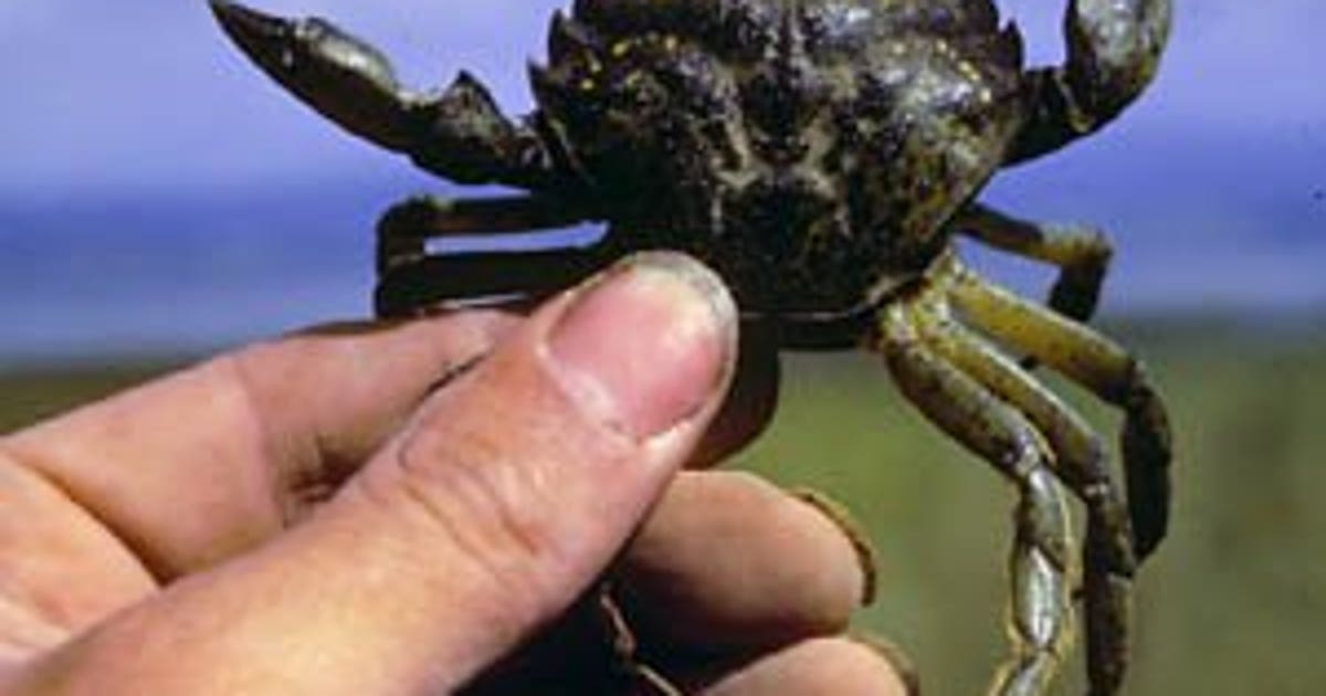 Scientists on the lookout for invasive European green crabs in ...