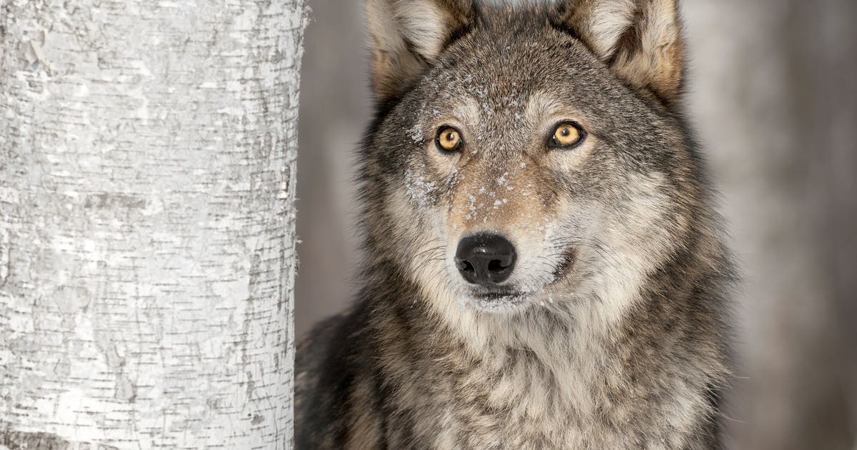 New wolf pack appears in north-central Washington | FOX 13 Seattle