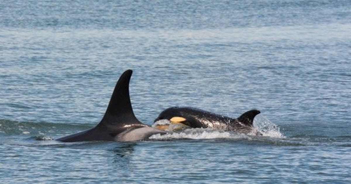 Starving, sick orca not spotted since last week as NOAA readies ...