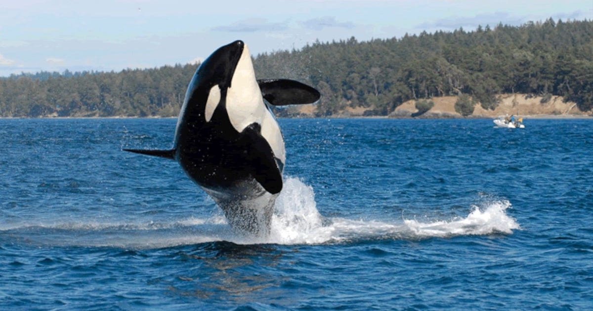 ‘It’s an end of an era’: Nearly 100-year-old orca missing, researchers ...