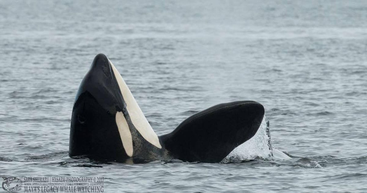 Southern Resident Killer Whale research shows unique bond between ...