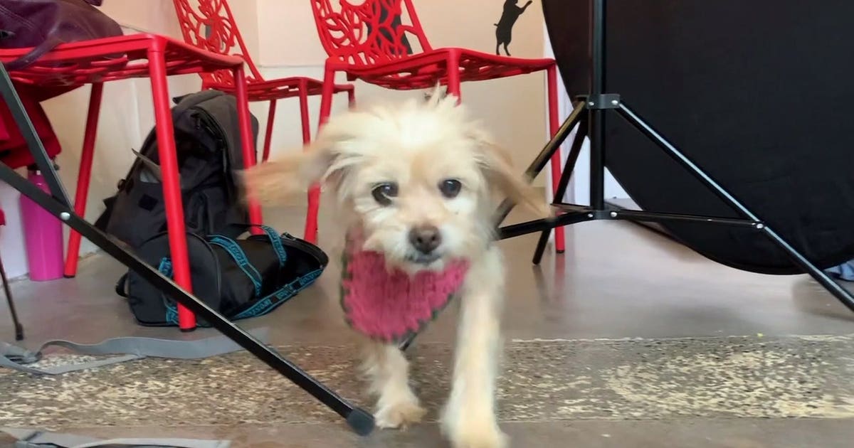 Limelight Pet Project: Meet Munchkin | FOX 13 Seattle