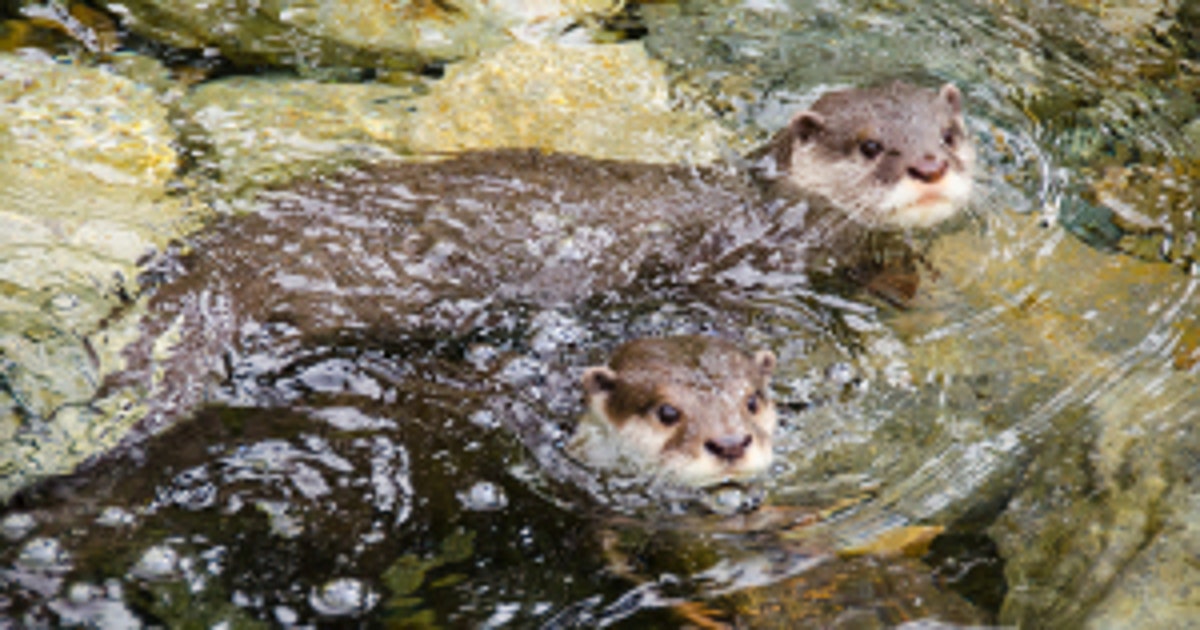 Woodland Park Zoo's Veterans Day military family pricing | FOX 13 Seattle
