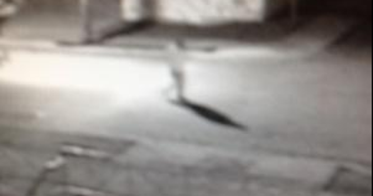 Police release photos of 'persons in the area' near cat set on fire ...