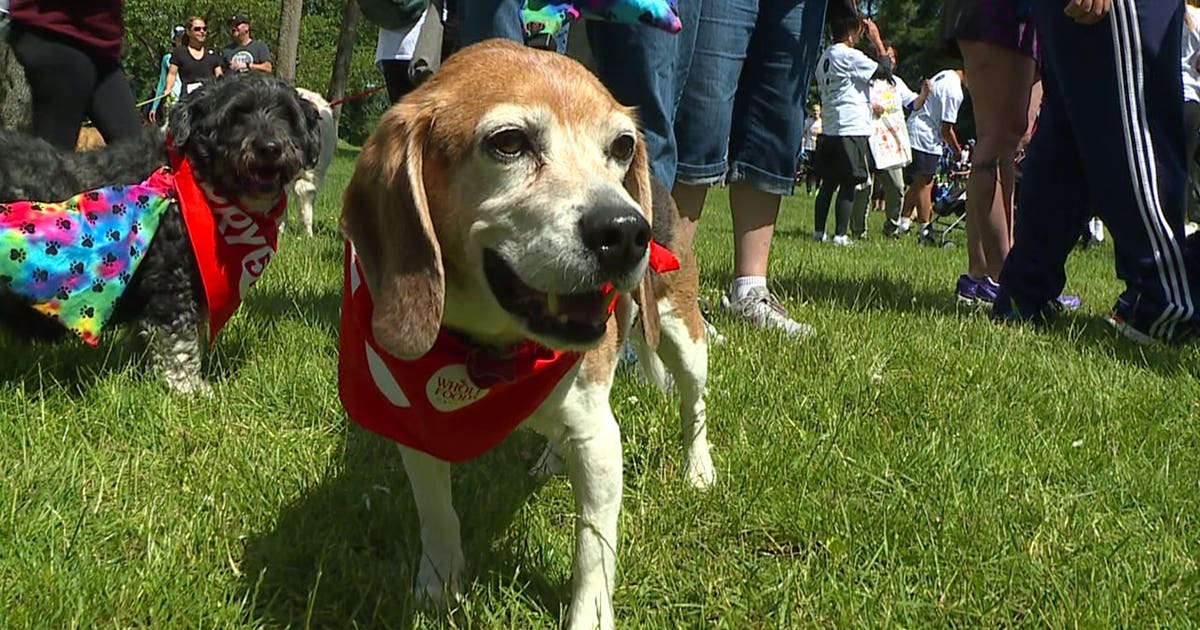 18th annual Furry 5K draws thousands to Seward Park | FOX 13 Seattle