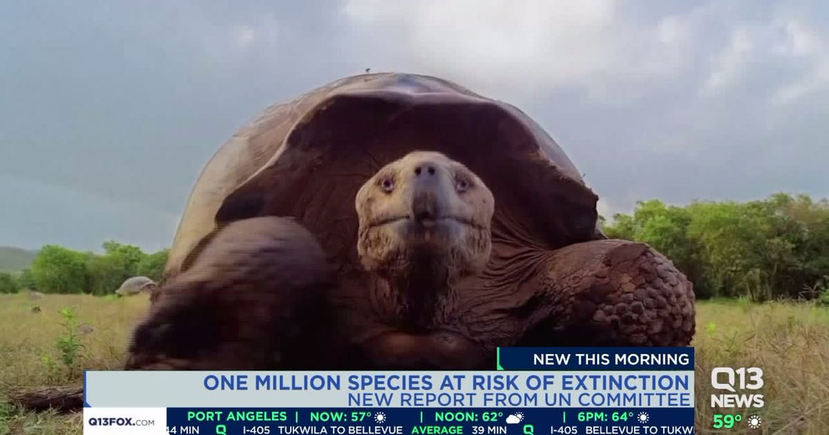 UN report: Humans accelerating extinction of species | FOX 13 Seattle