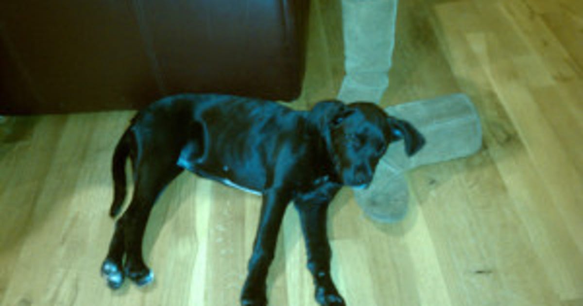 Stolen dog sold on Craigslist reunited with family | FOX 13 Seattle