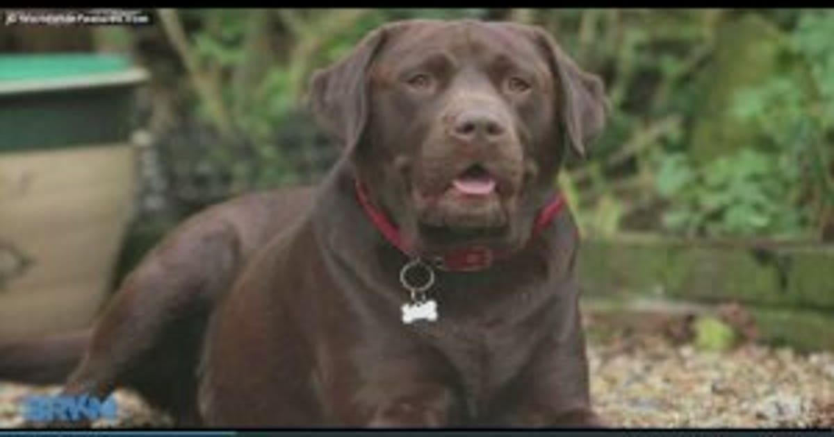 'Rock dog': Lab eats nearly 100 pebbles | FOX 13 Seattle