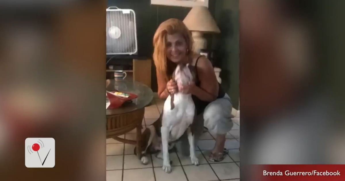 Dog named Scarface attacks family for dressing it in sweater | FOX 13 ...