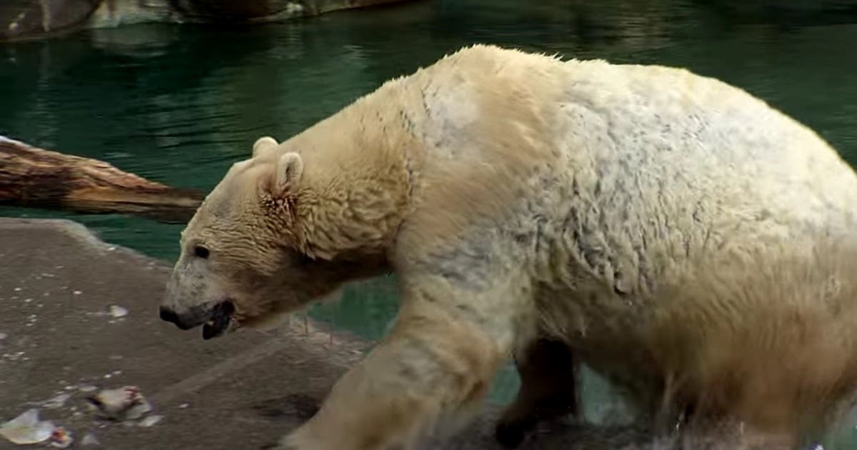 Polar bear escapes 'containment area' at Cincinnati Zoo | FOX 13 Seattle