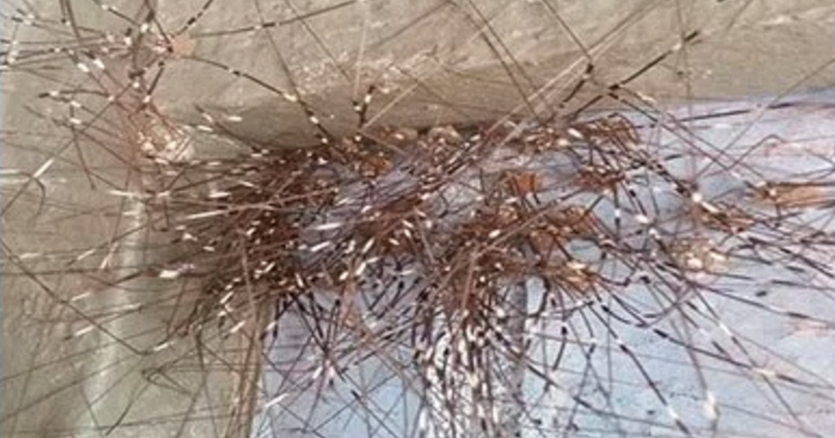 Thing of nightmares? Man comes home to find surprise at his front door ...