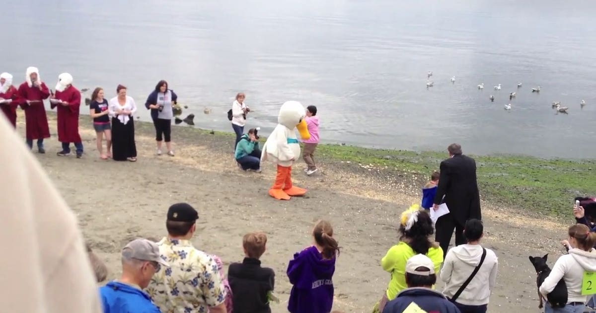 Port Orchard locals squawk to honor seagulls | FOX 13 Seattle