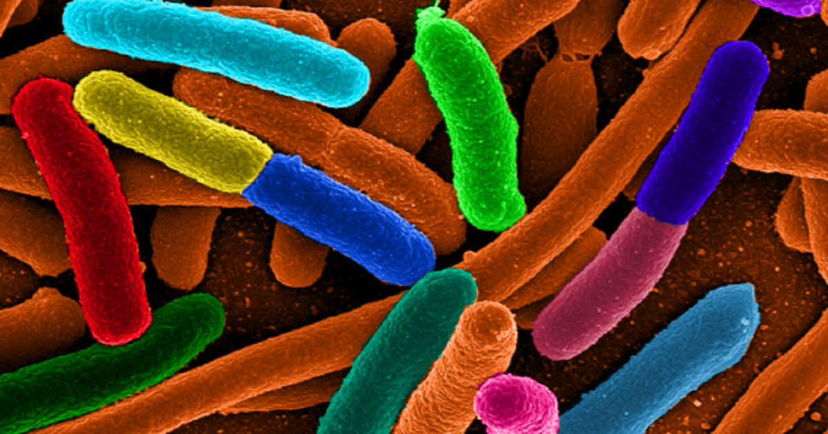 Widow sues Seattle hospital over 'superbug' death | FOX 13 Seattle