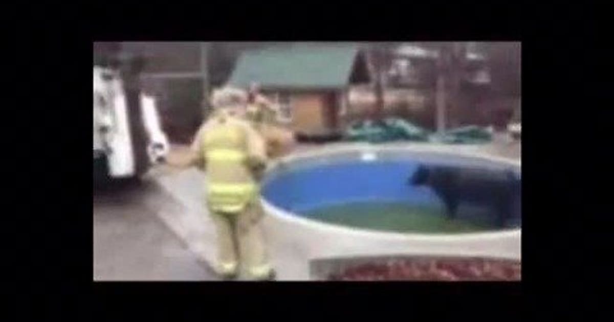 Oklahoma City firefighters rescue cow stuck in swimming pool | FOX 13 ...