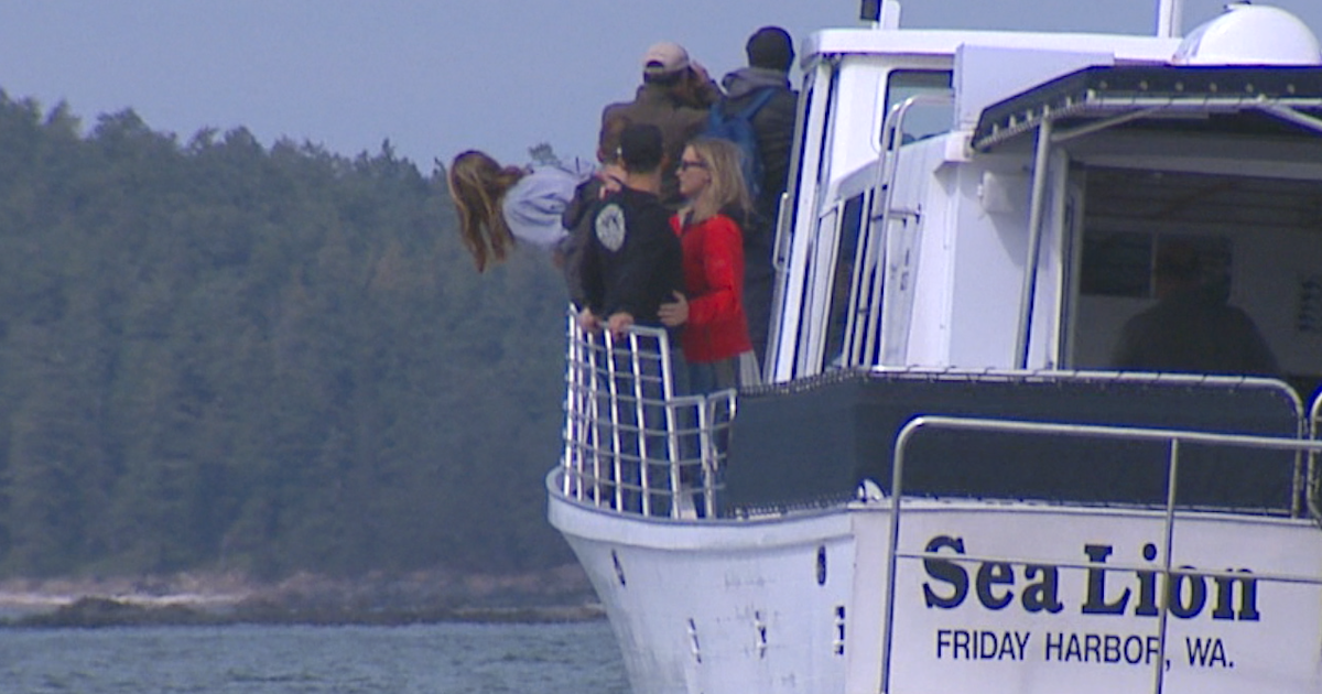 Whale watching boats still disturbing endangered killer whales despite ...