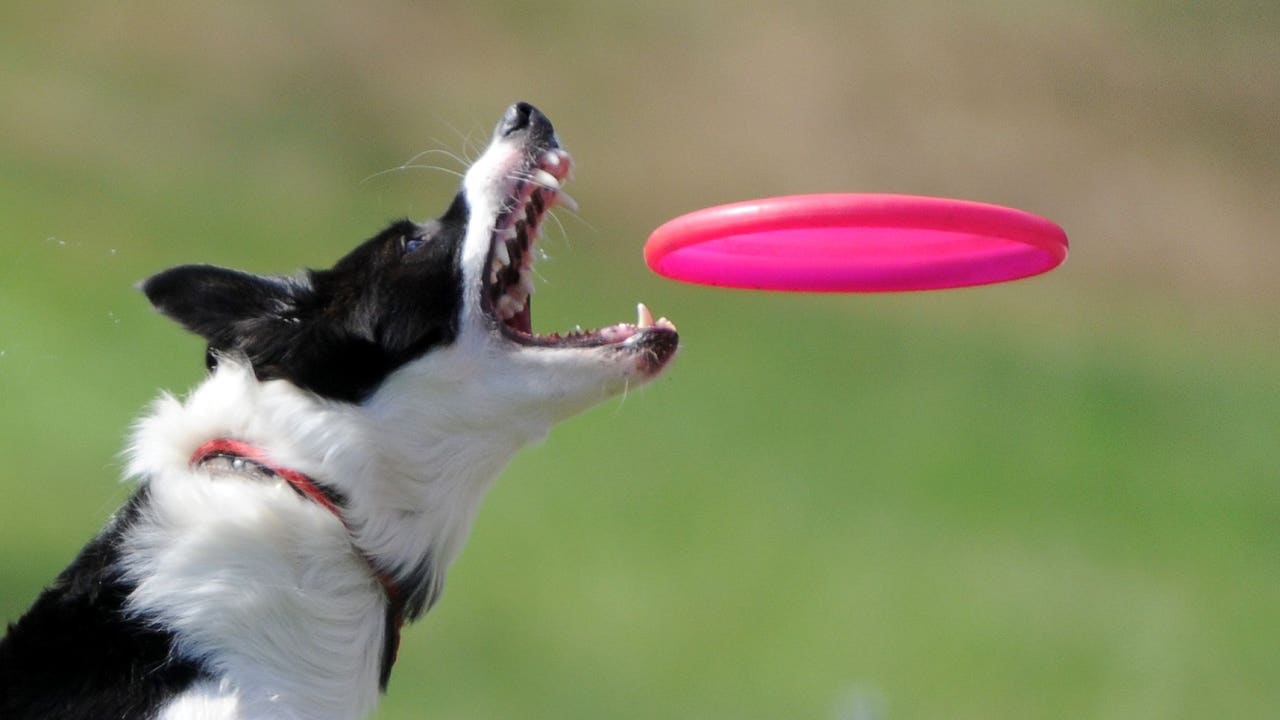 Wanted fugitive from New York arrested at Ultimate Frisbee tournament ...