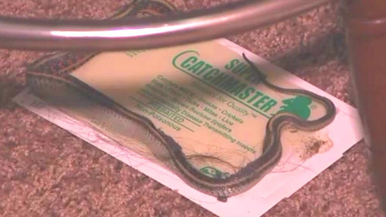 Snake infestation has family living in fear, but unable to move without ...