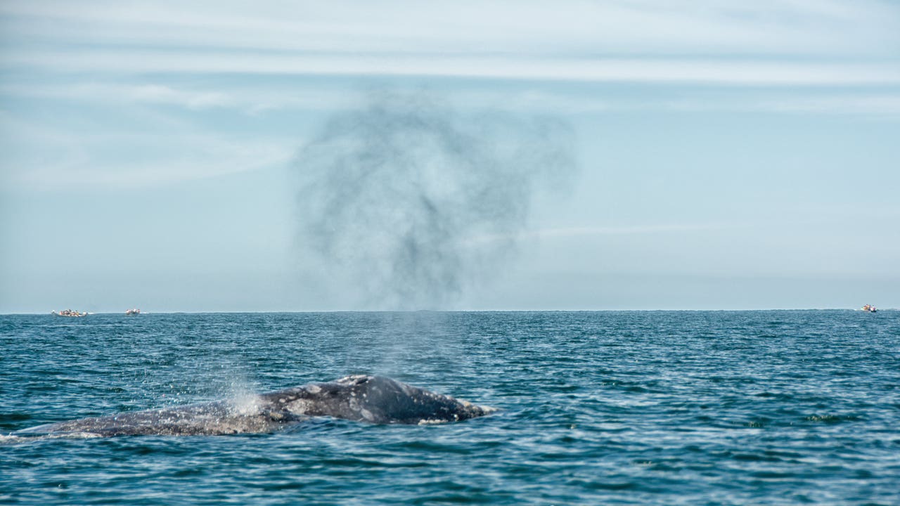 After 20 Years Washington Tribe Hopes To Hunt Whales Again Fox 13 Seattle