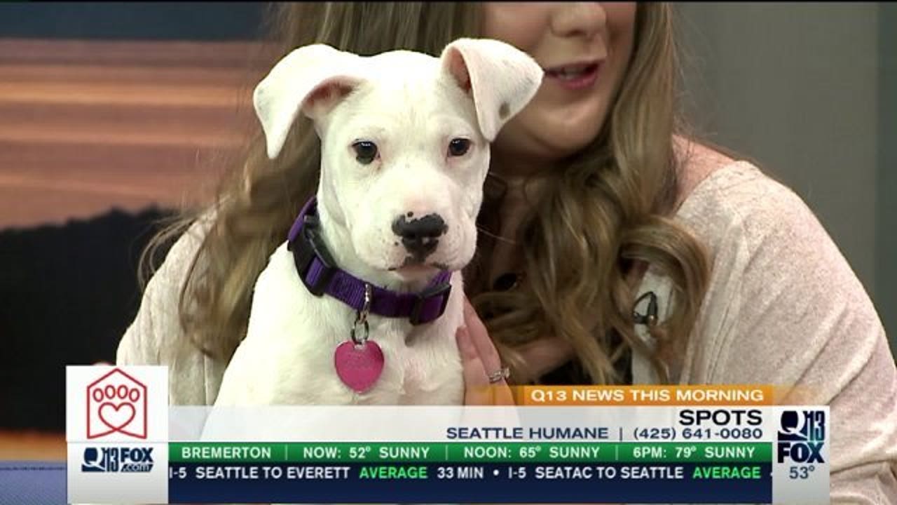 Meet Spots! Seattle Humane's Pet of the Week on Q13 FOX