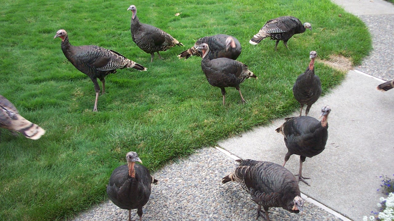 SEE IT: Flock of wild turkeys take over Spokane neighborhood (PHOTOS ...