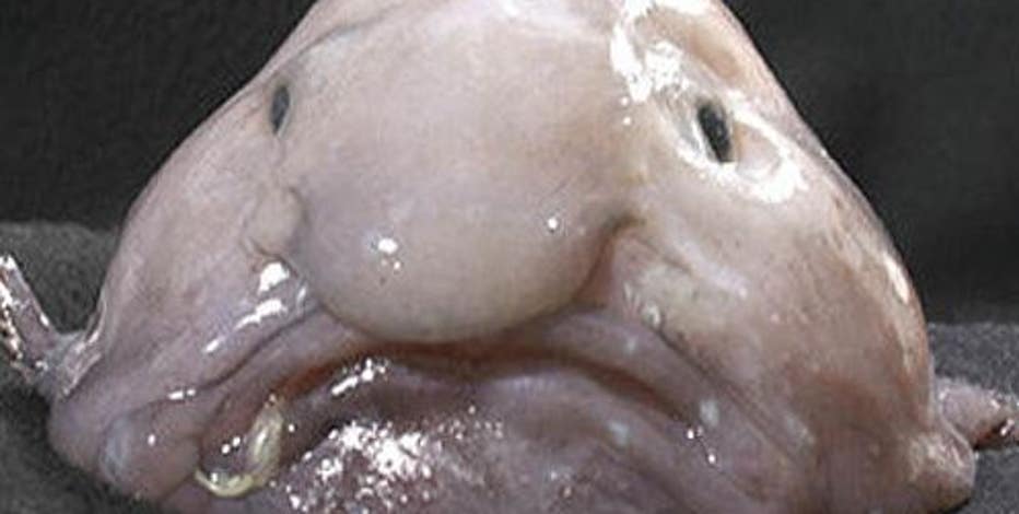 Ziggy Blobfish Ceramic Blobfish Boing Boing Boing BBS