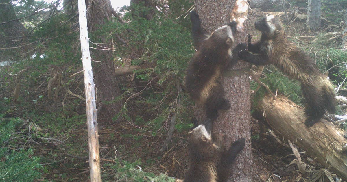 Wolverines return to Mt. Rainier National Park after 100-year absence ...