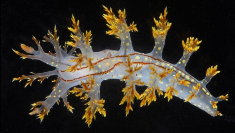 ‘There’s so much more to learn about our planet’: Researchers name top ...