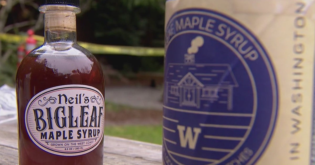 UW scientists tap into potential for maple syrup industry in Washington ...