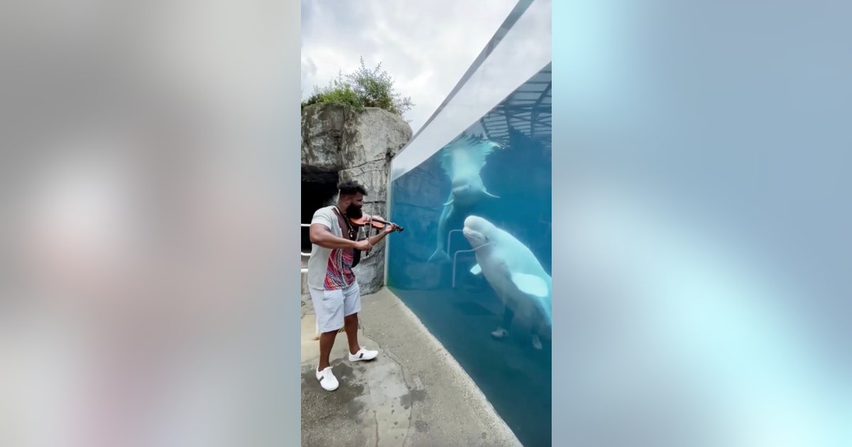 Beluga whales dance to violinist’s serenade at Connecticut aquarium ...