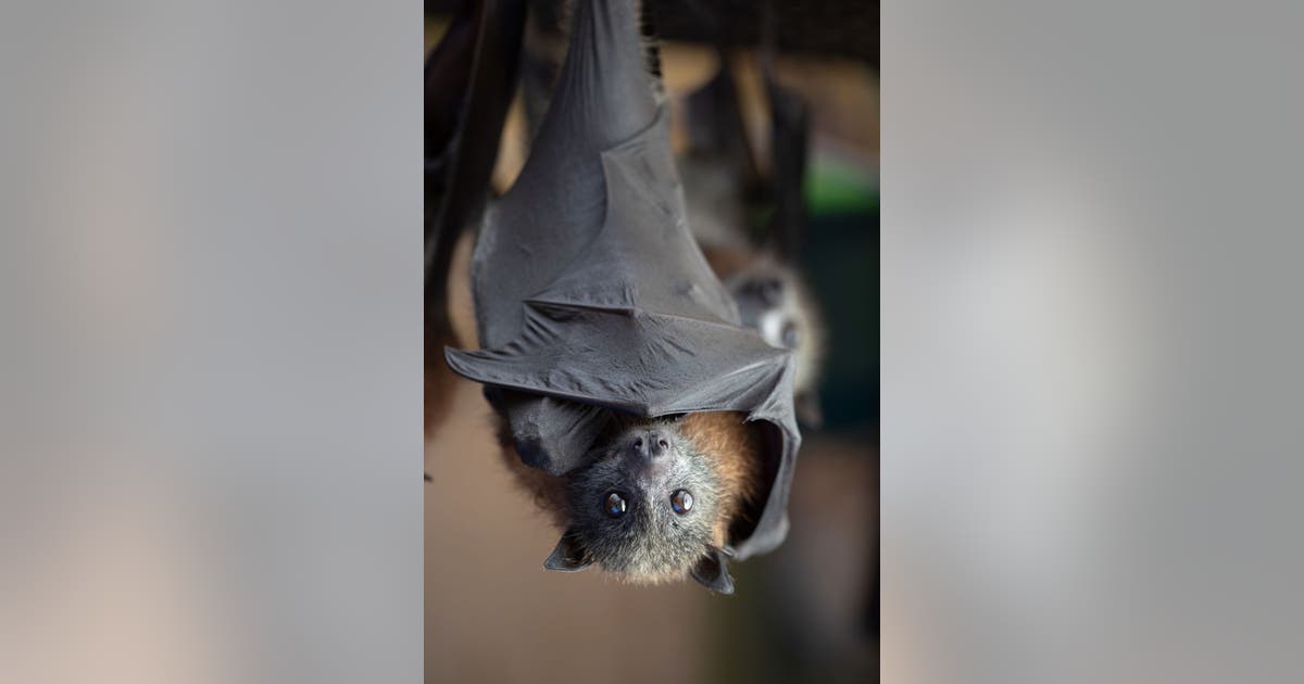 Disease found deadly to bats spreads in Washington | FOX 13 Seattle