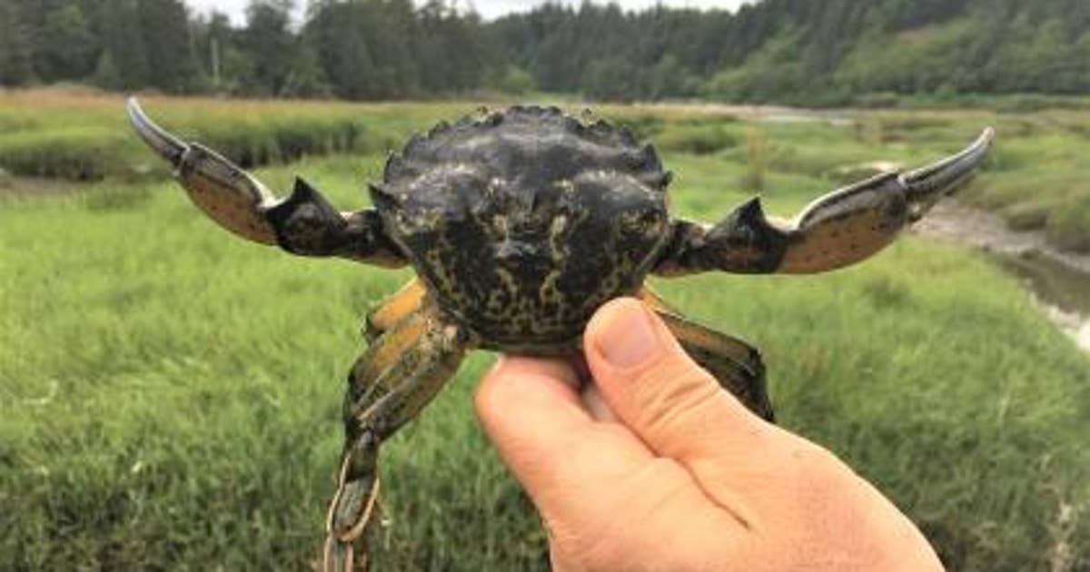 Invasive species pose serious threat to Washington state | FOX 13 Seattle