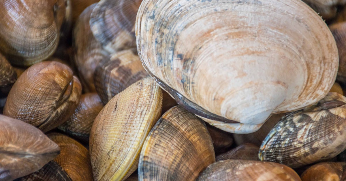 WA shellfish harvest areas threatened by fecal pollution | FOX 13 Seattle