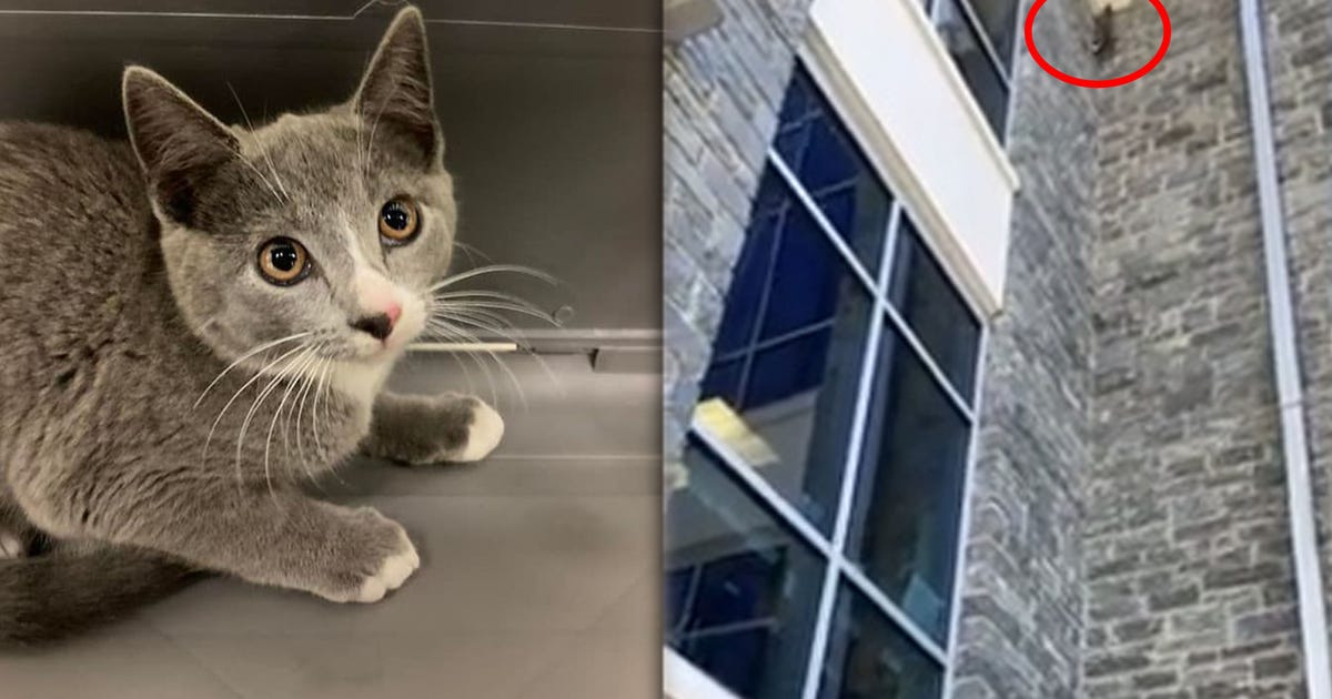 Heart-stopping video: Rescuers catch falling kitten that scaled ...