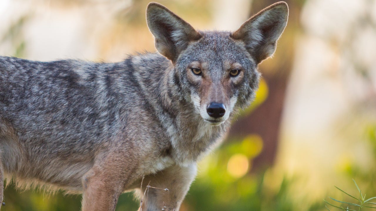 Coyote bites Seattle woman trying to rescue dog | FOX 13 Seattle