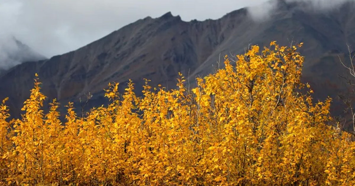 US sees first fall colors of 2022 foliage season; here's where | FOX 13 ...