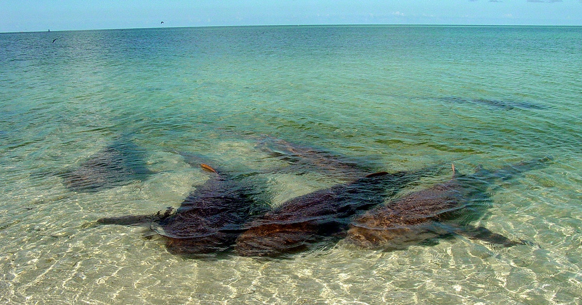 Florida's ‘shark maternity ward’ may have been forever changed after ...