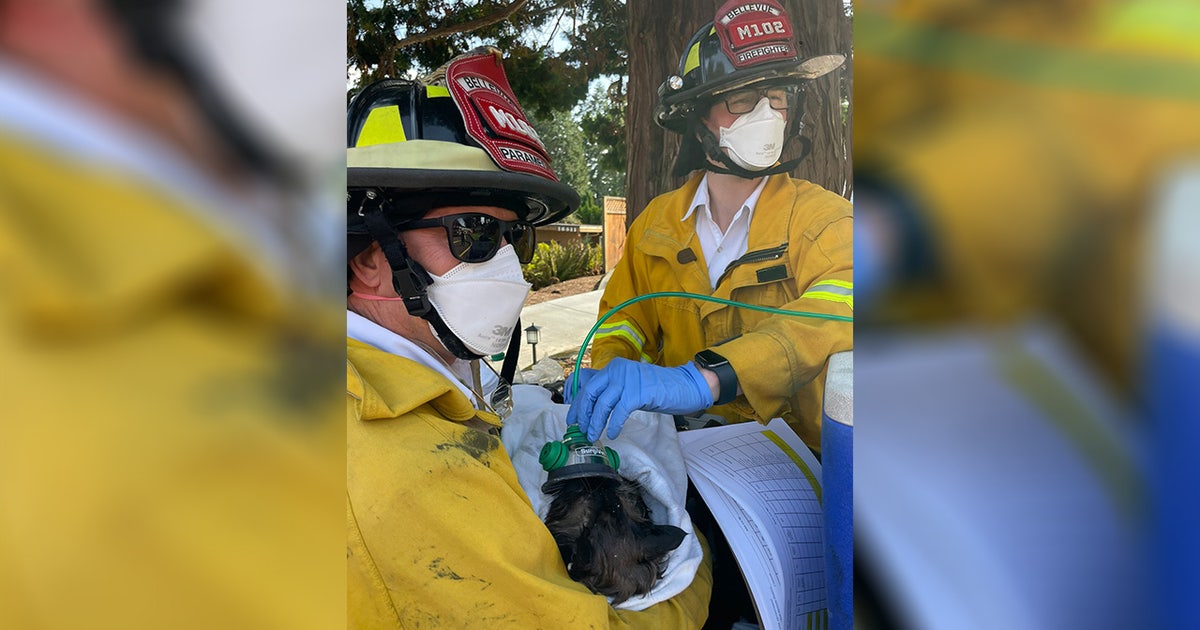 On National Cat Day, Bellevue Fire rescues David Hasselfluff | FOX 13 ...